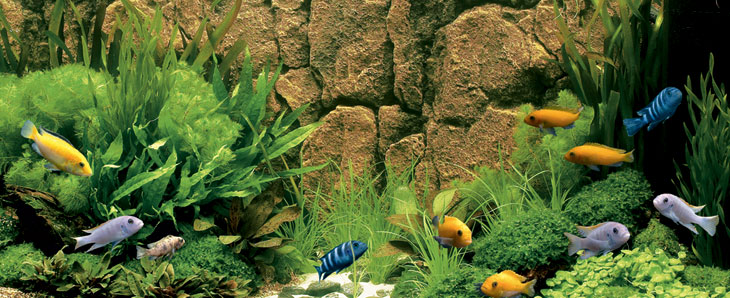 Fiskehold – akvariefisk | Dyresiden